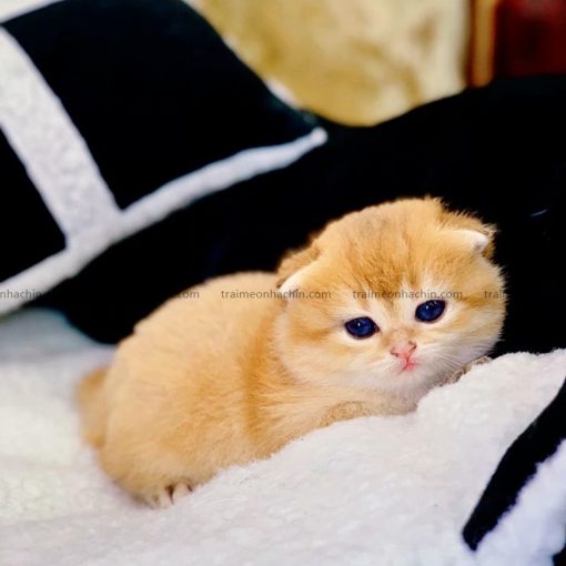 Mèo Scottish tai cụp (Scottish Fold) | Trại Mèo Nhà Chin - Chin's House ...